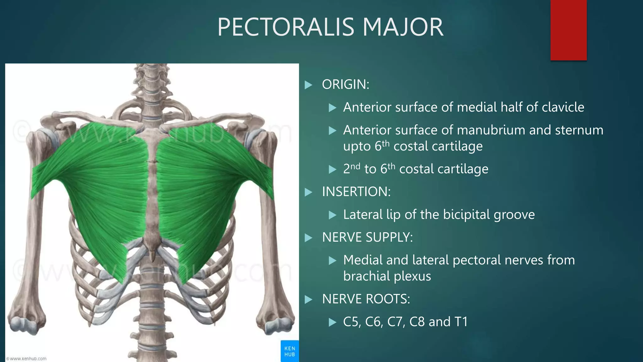 .UPPER LIMB MUSCLES-I.pptx
