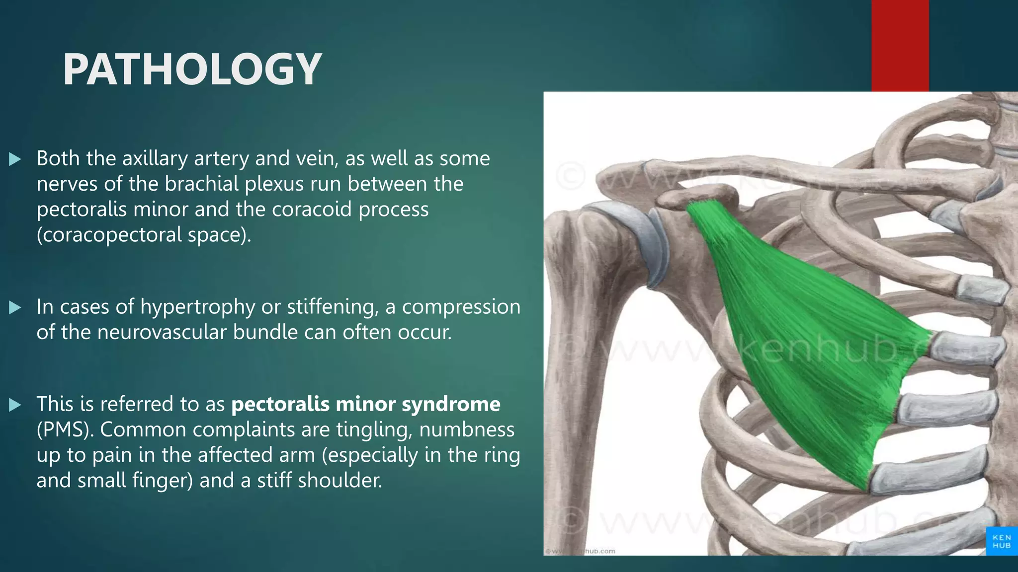 .UPPER LIMB MUSCLES-I.pptx