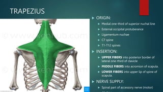 .UPPER LIMB MUSCLES-I.pptx