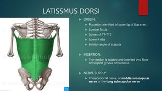 .UPPER LIMB MUSCLES-I.pptx