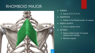 .UPPER LIMB MUSCLES-I.pptx
