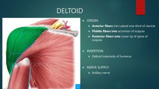 .UPPER LIMB MUSCLES-I.pptx