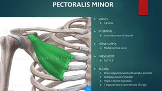 .UPPER LIMB MUSCLES-I.pptx