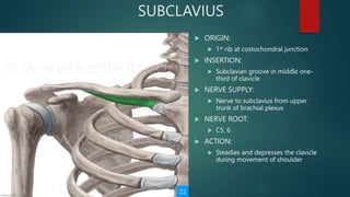.UPPER LIMB MUSCLES-I.pptx