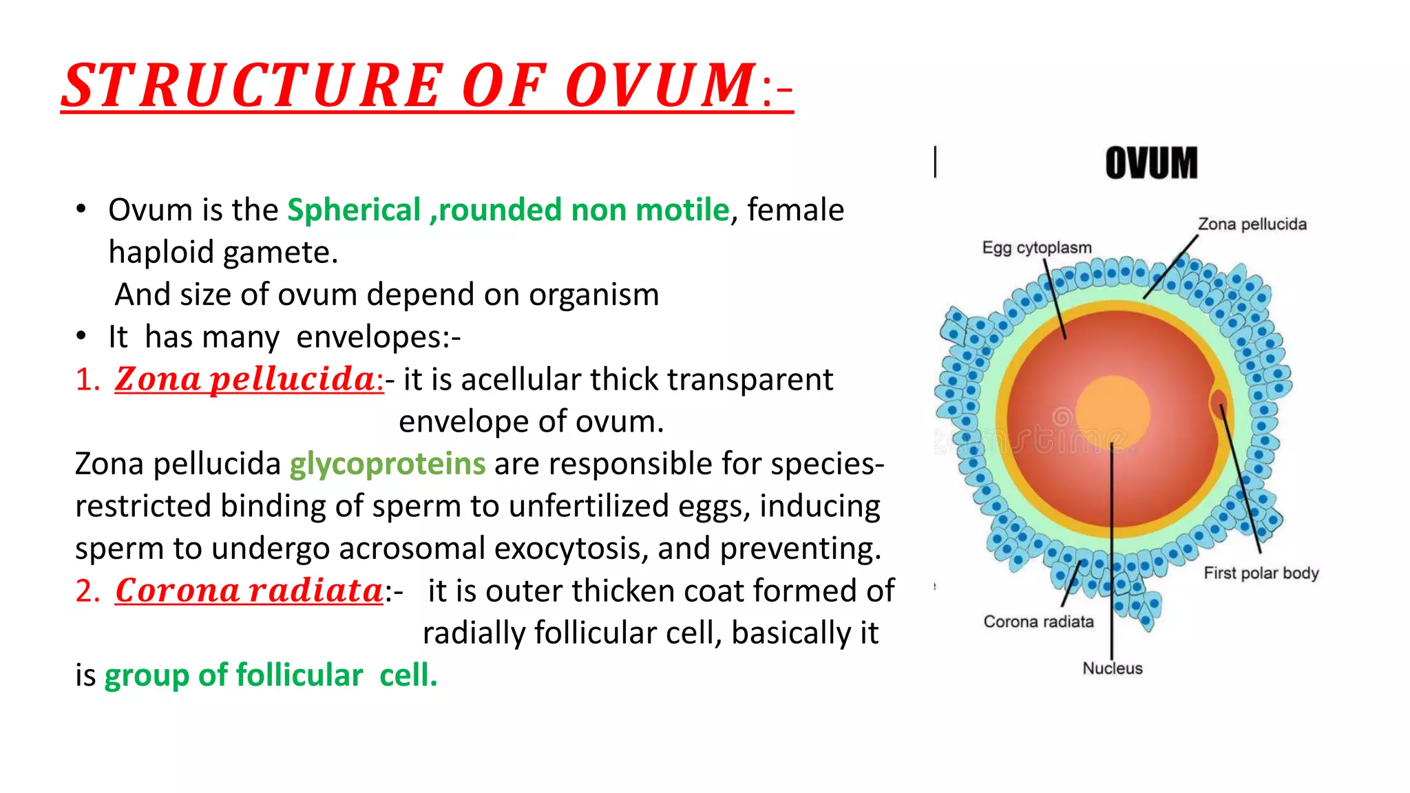 Biochemistry of fertilization. | PPTX