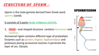 Biochemistry of fertilization. | PPTX