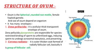 Biochemistry of fertilization. | PPTX