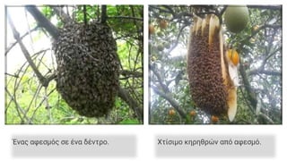 Το φαινόμενο της Σμηνουργίας.pptx