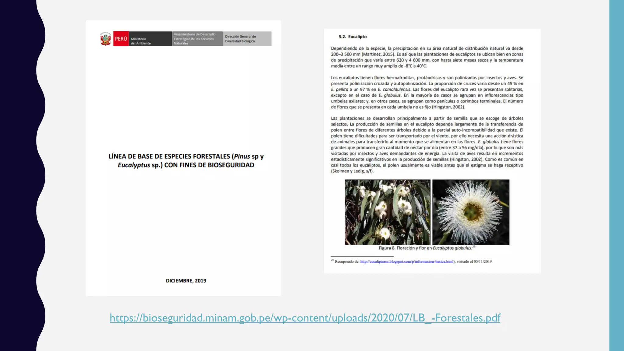 ..CALENDARIO FORESTAL.pdf