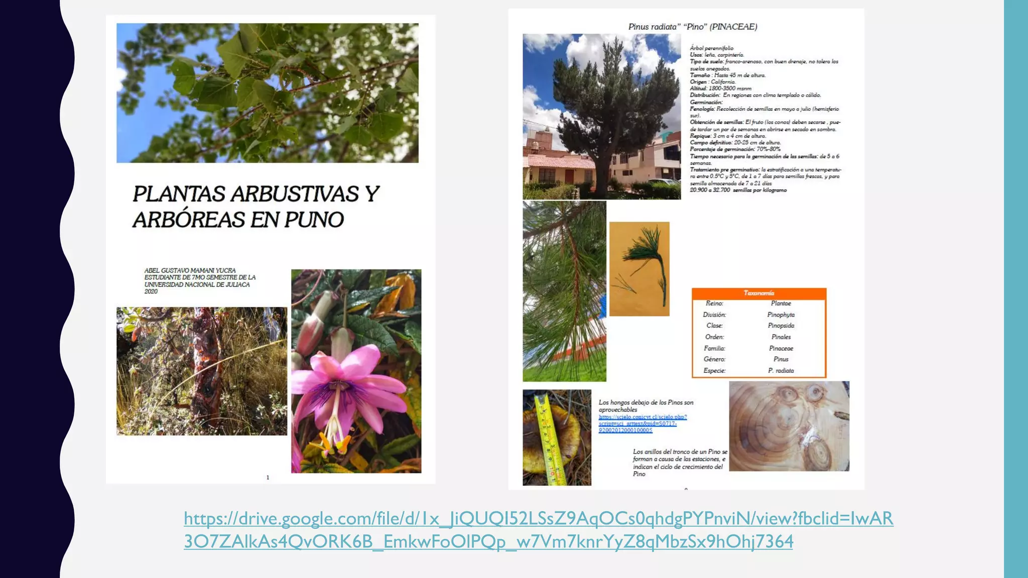 ..CALENDARIO FORESTAL.pdf