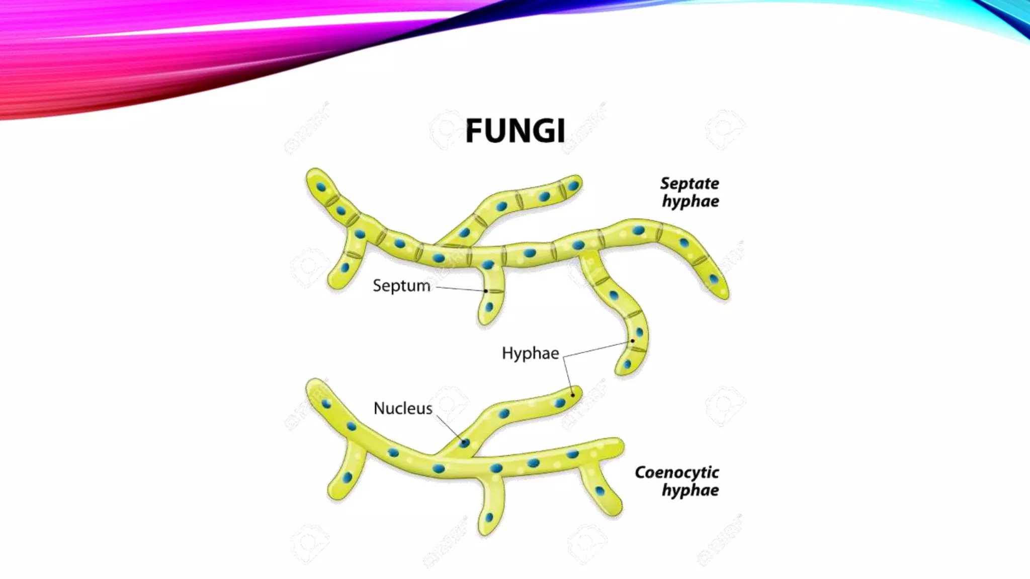 fungi.pptx