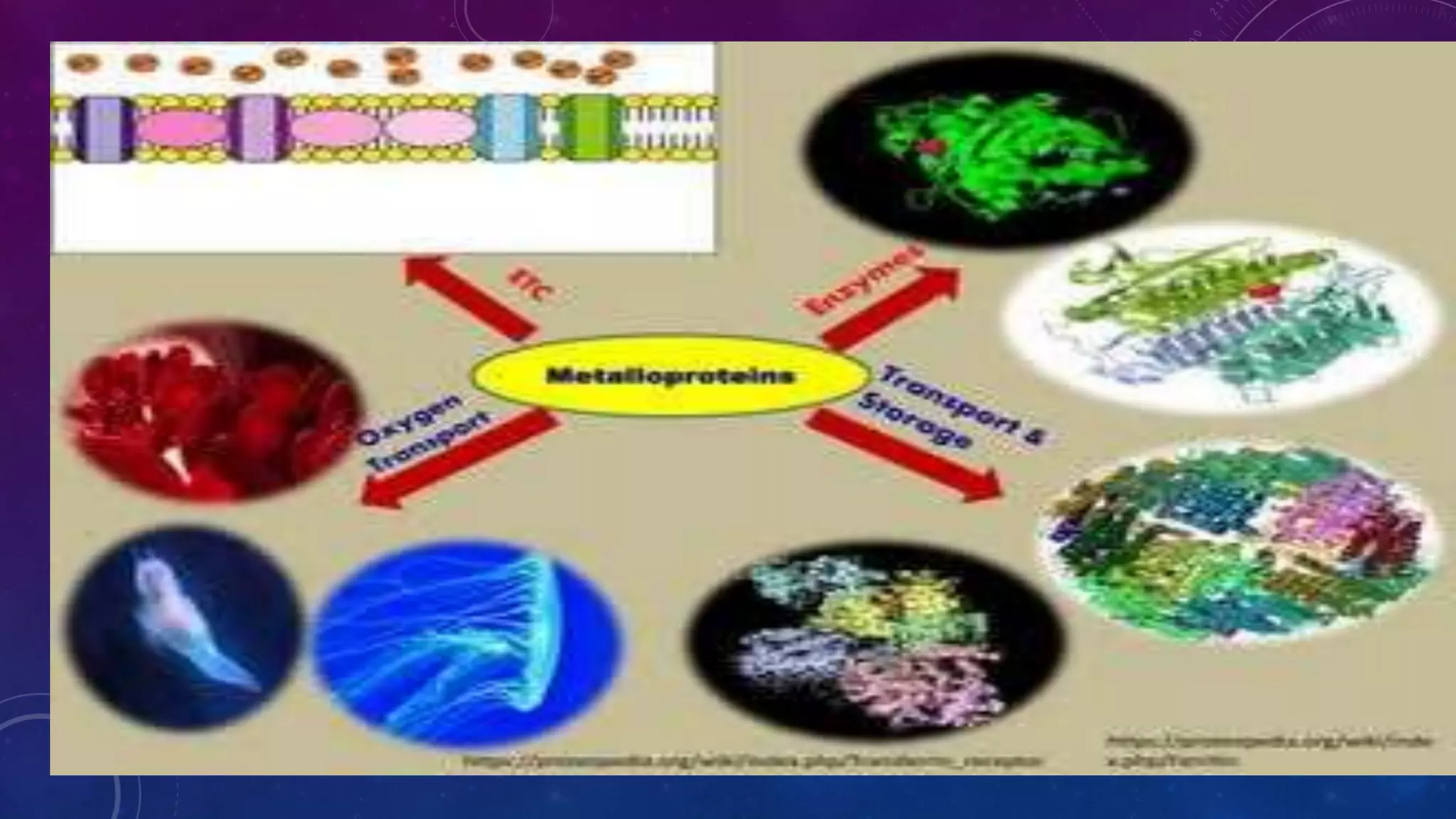 𝕄𝕖𝕥𝕒𝕝𝕝𝕠𝕡𝕣𝕠𝕥𝕖𝕚𝕟 - 𝕡𝕣𝕖𝕤𝕒𝕟𝕥𝕒𝕥𝕚𝕠𝕟.pptx