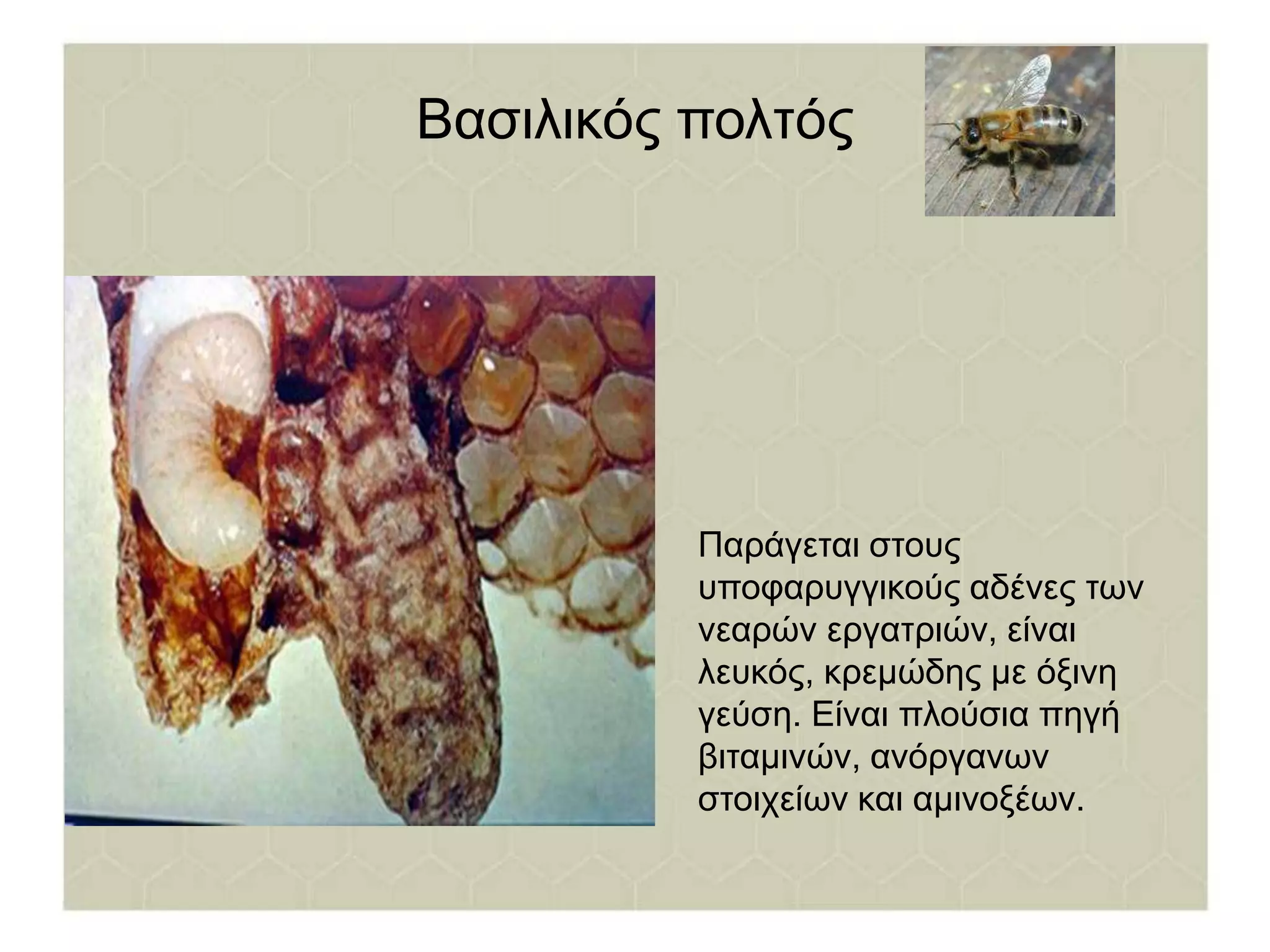 Μελέτη Δ' δημοτικού-Μέλισσα.ppt