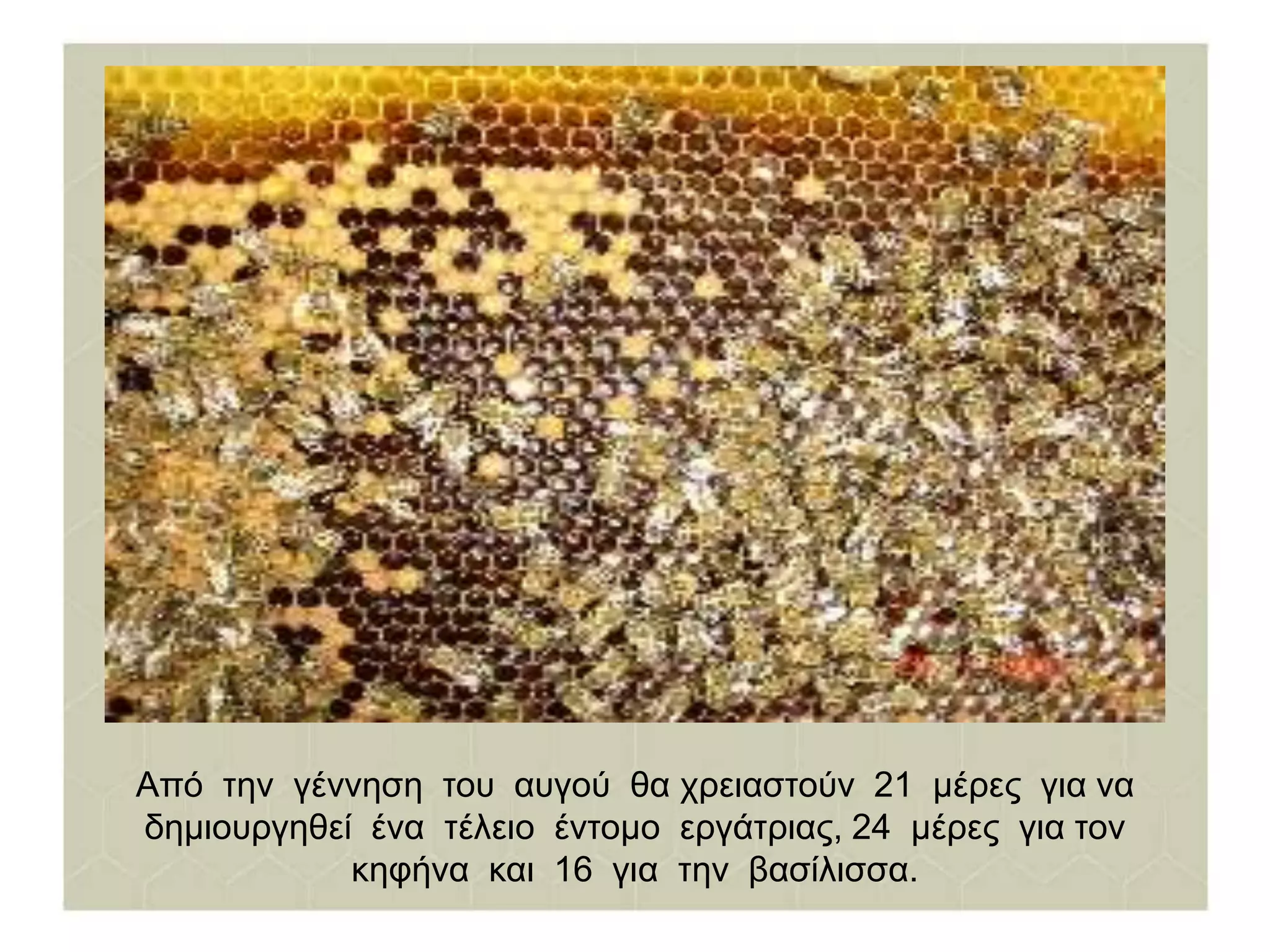 Μελέτη Δ' δημοτικού-Μέλισσα.ppt