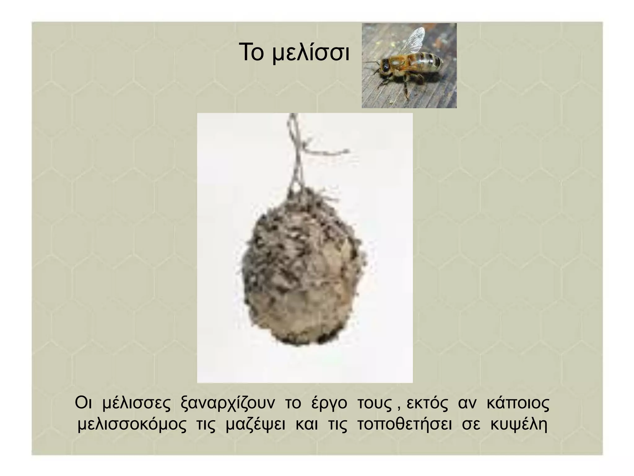 Μελέτη Δ' δημοτικού-Μέλισσα.ppt