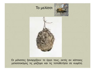 Μελέτη Δ' δημοτικού-Μέλισσα.ppt