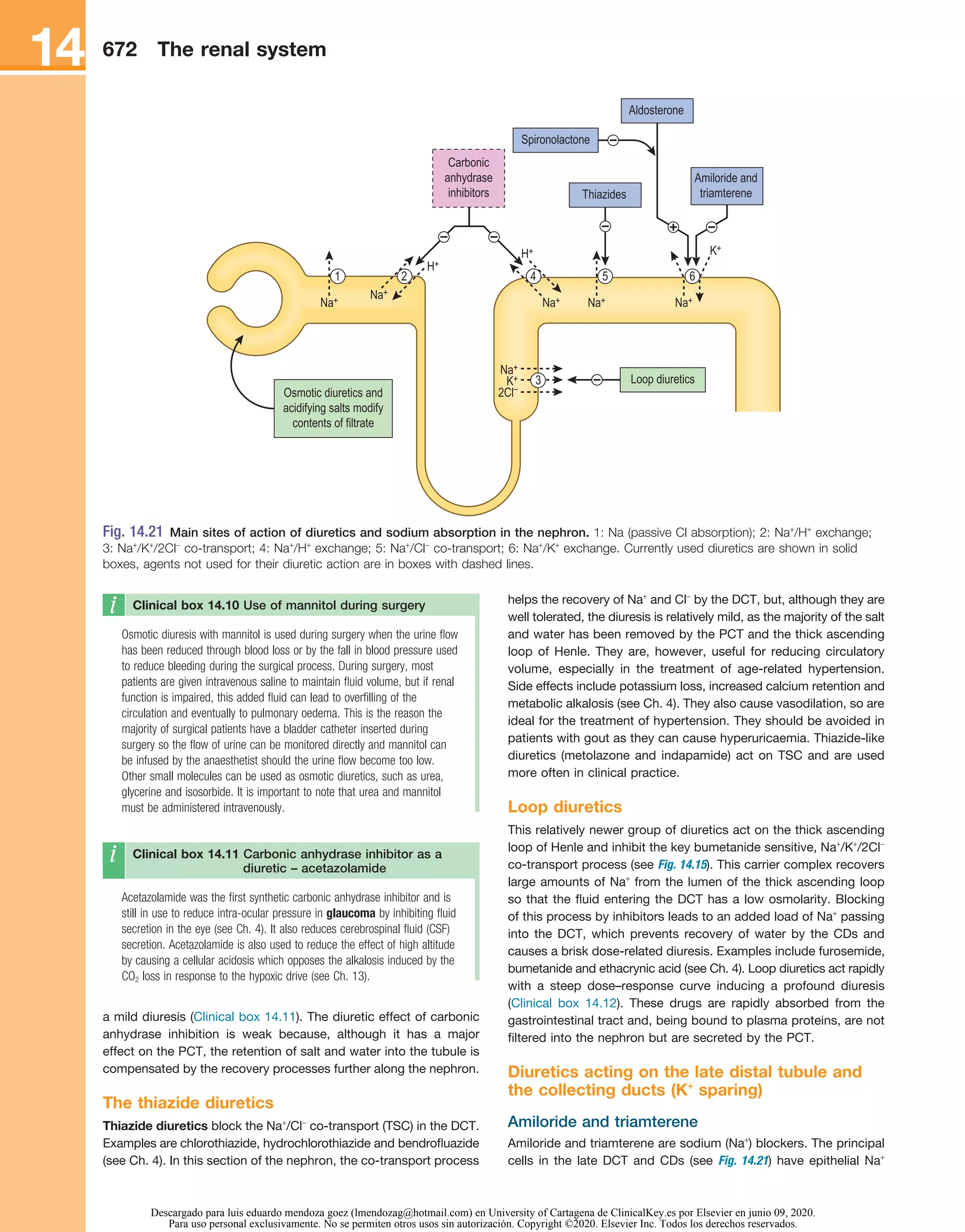 .-14 - The renal system.pdf