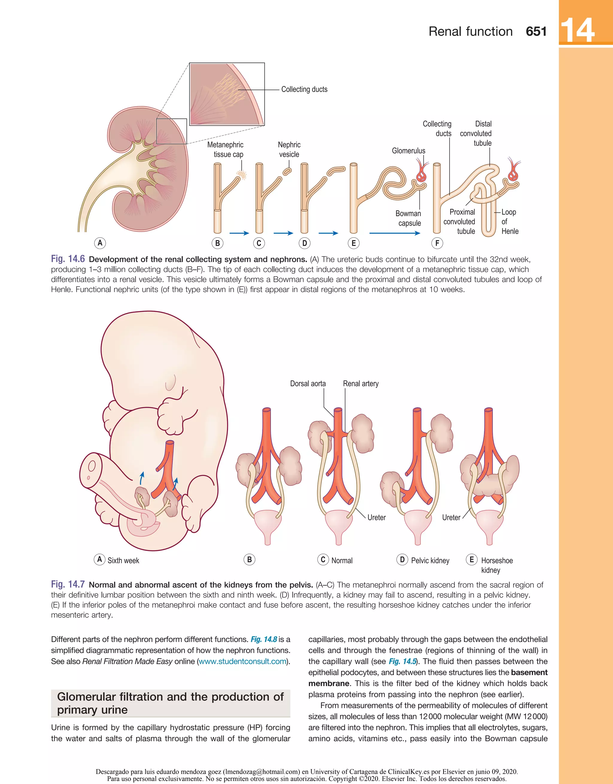 .-14 - The renal system.pdf