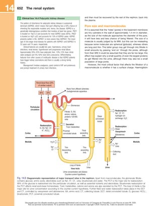 .-14 - The renal system.pdf