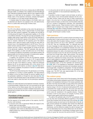 .-14 - The renal system.pdf