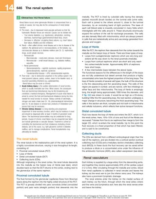 .-14 - The renal system.pdf