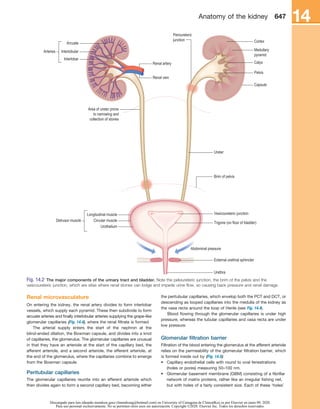 .-14 - The renal system.pdf