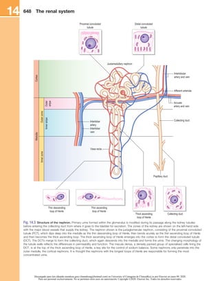 .-14 - The renal system.pdf