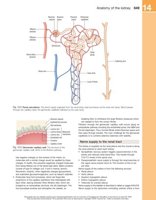 .-14 - The renal system.pdf