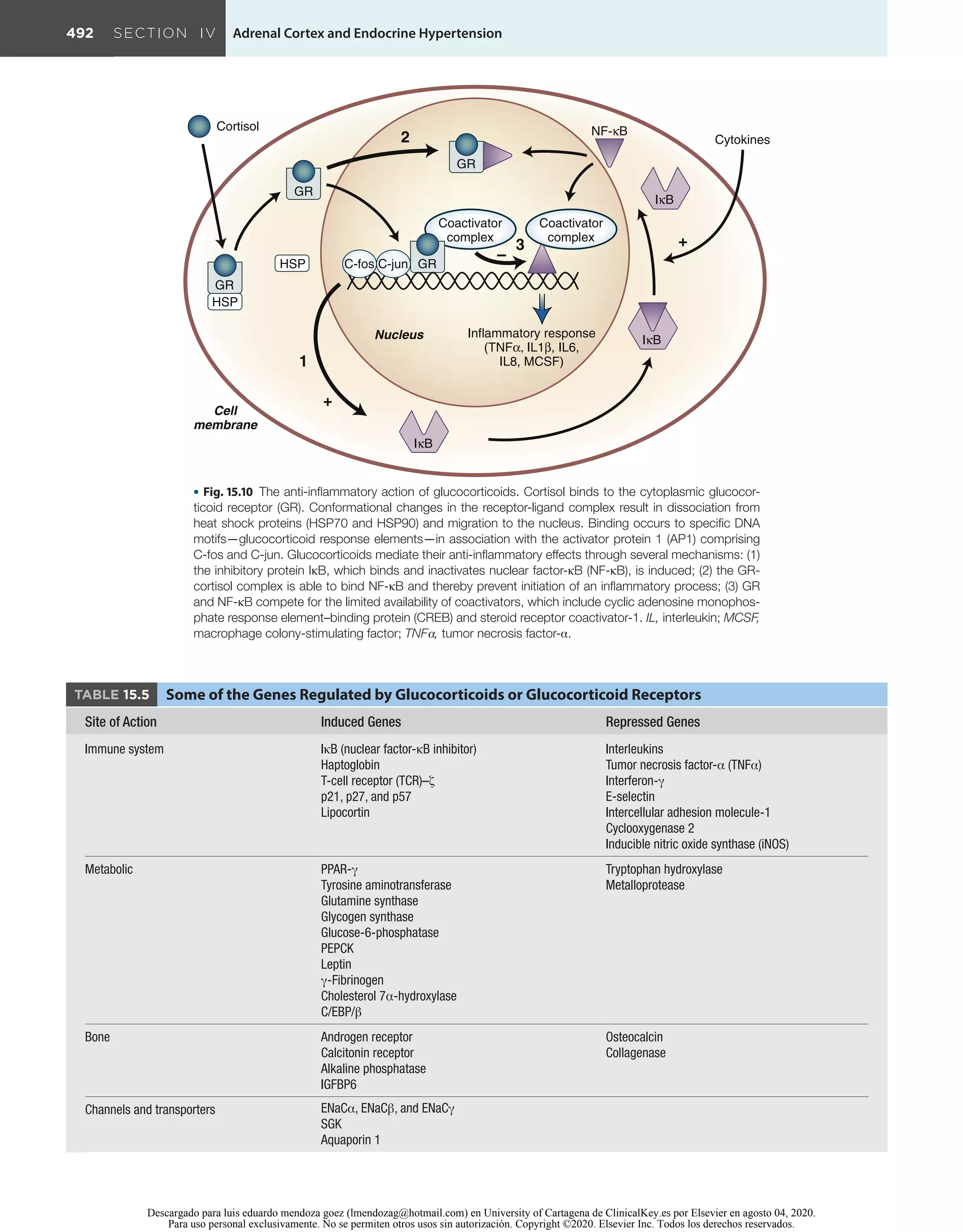 .-15 – The Adrenal Cortex.pdf