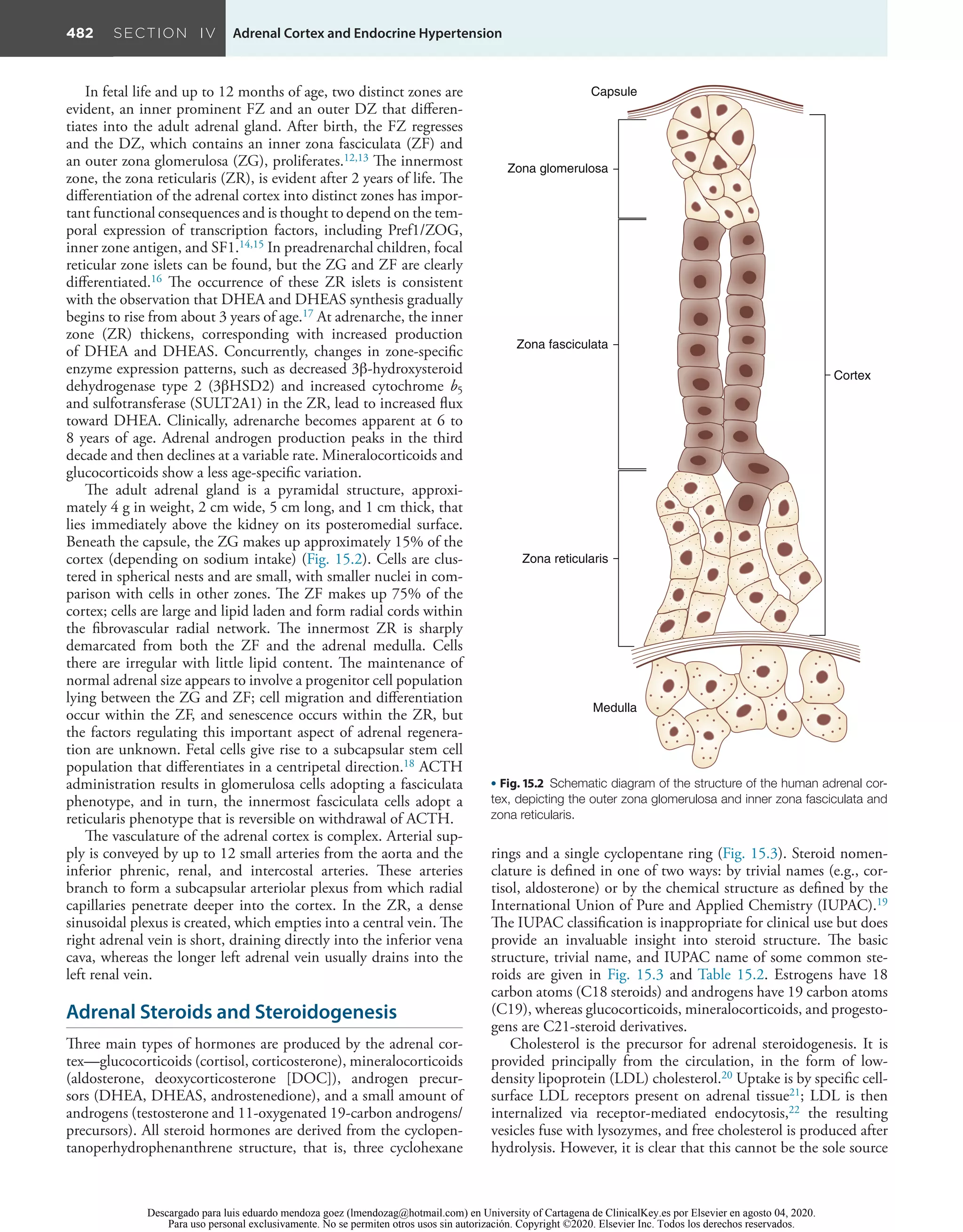.-15 – The Adrenal Cortex.pdf