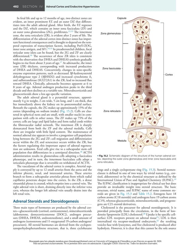 .-15 – The Adrenal Cortex.pdf | Endocrine and Metabolic Diseases | Diseases and Conditions