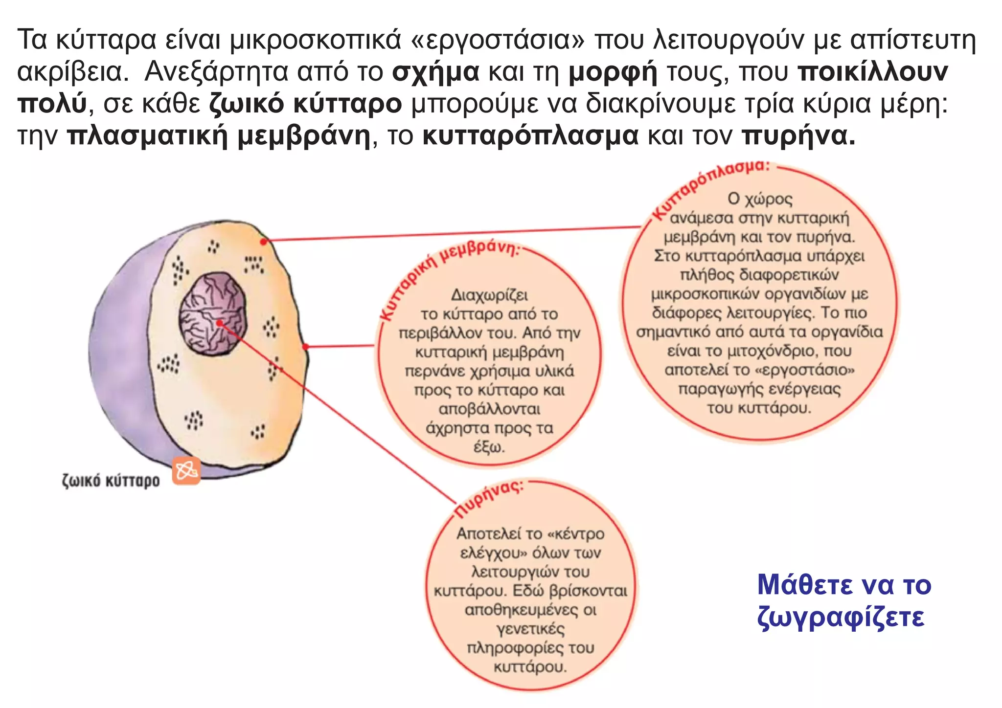 Το κύτταρο | PDF