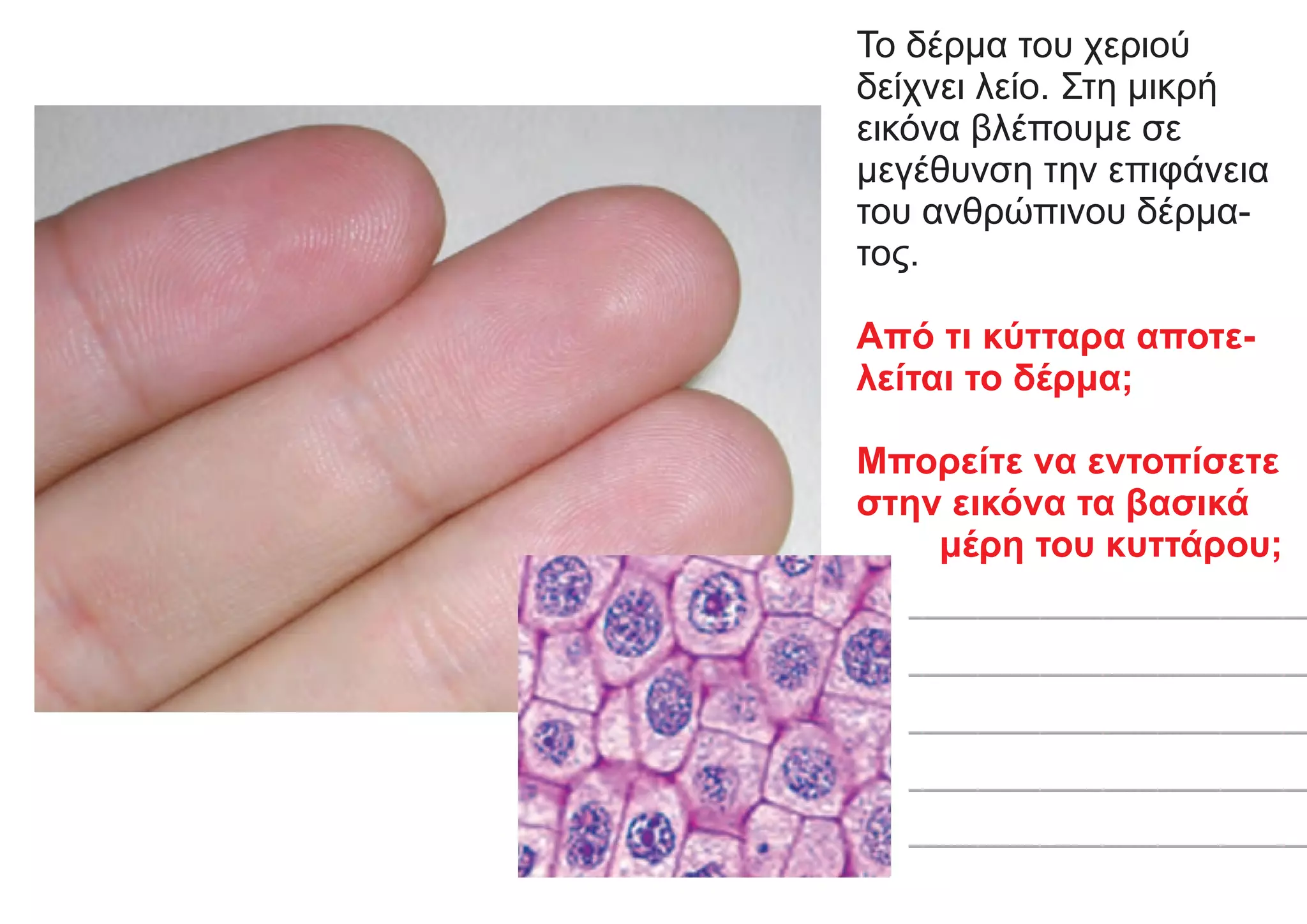 Το κύτταρο | PDF