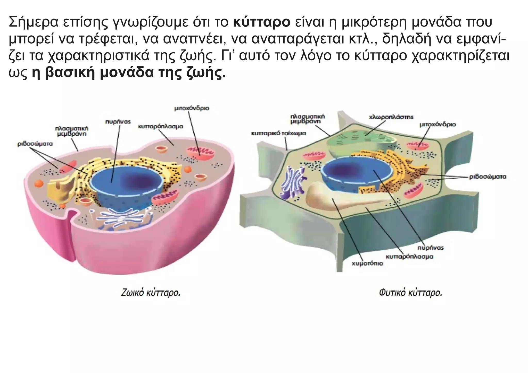 Το κύτταρο | PDF