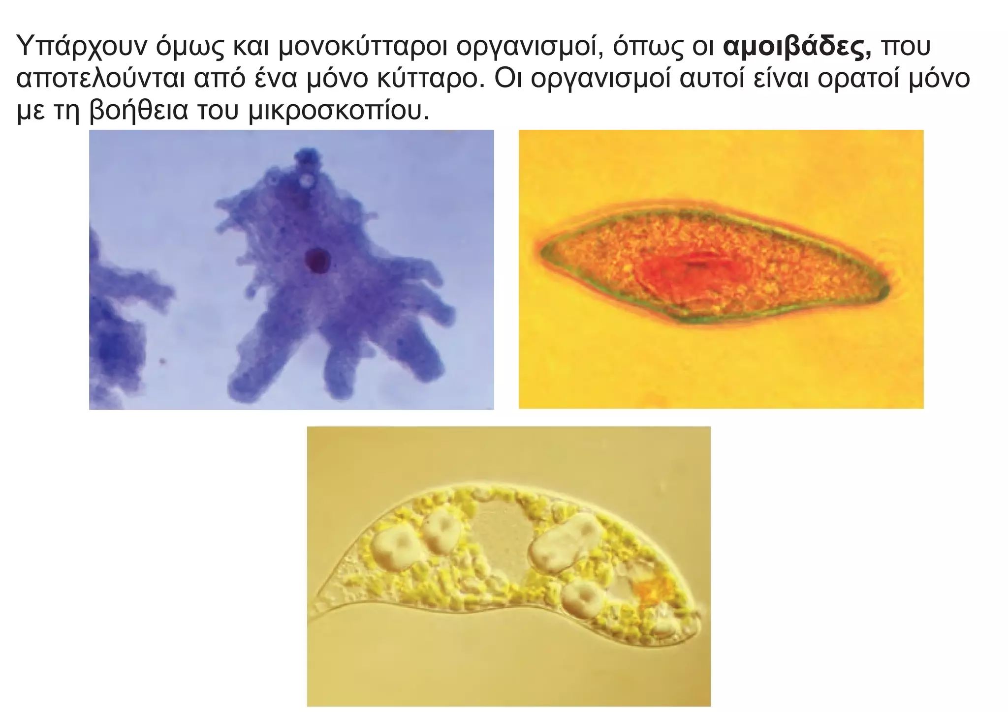 Το κύτταρο | PDF
