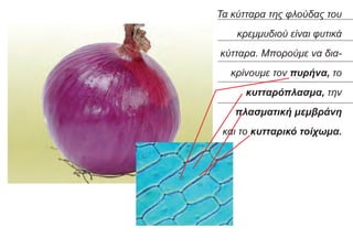 Το κύτταρο | PDF