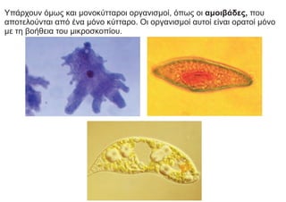 Το κύτταρο | PDF