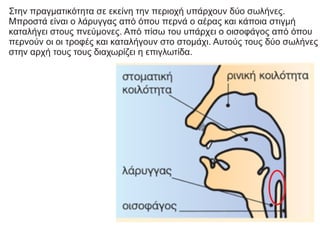 Η αναπνοή | PDF
