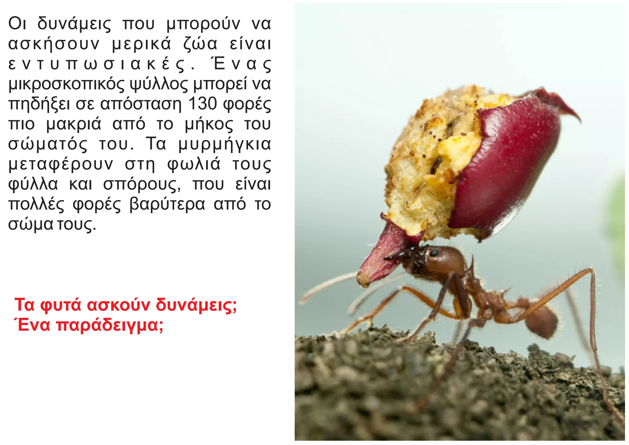 Οι δυνάμεις | PDF