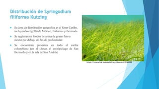 ..EVOLUCIÓN Y DISTRIBUCIÓN GEOGRÁFICA DE PASTOS MARINOS 2.pptx