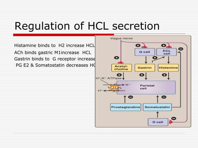 GIT pharmacology .pptx