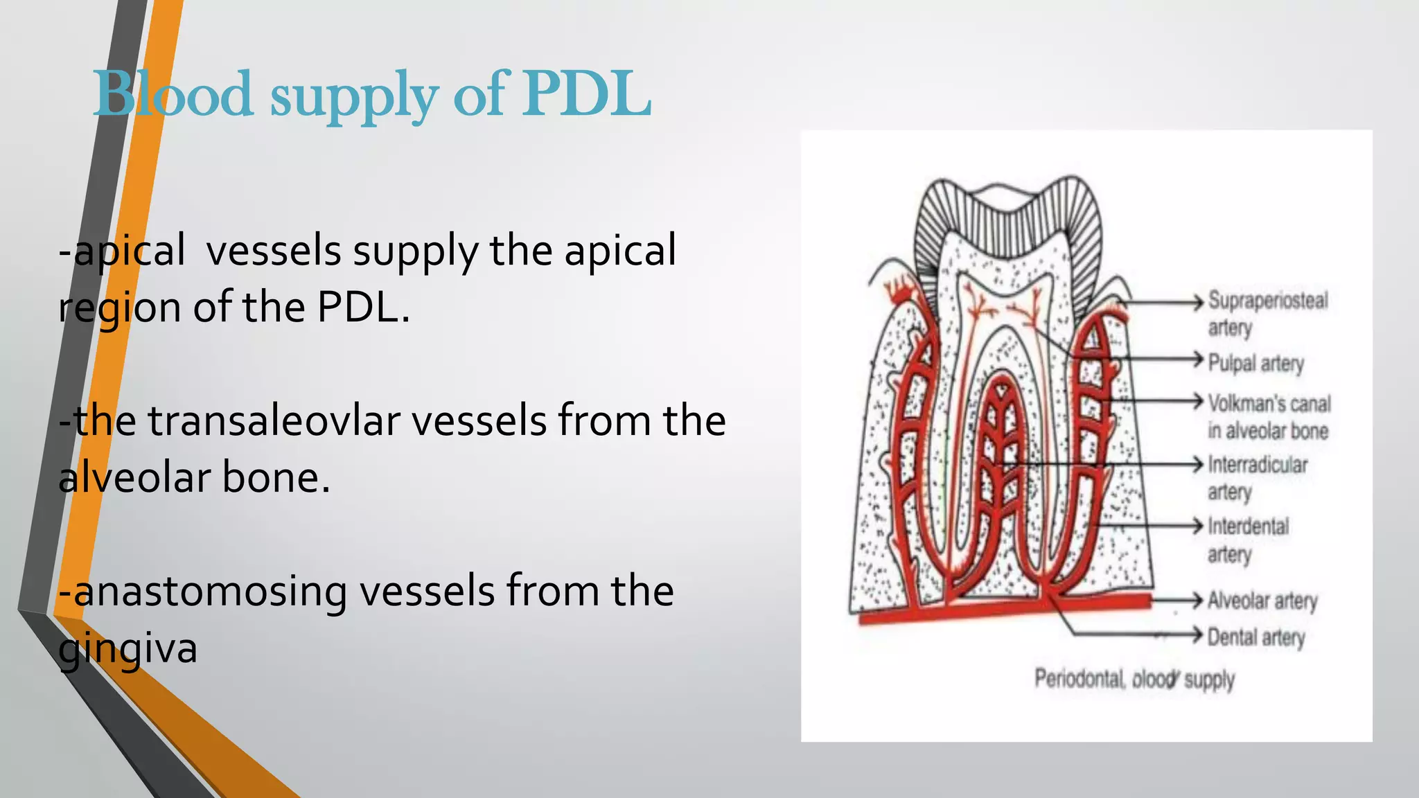 periodontal ligaments | PPT