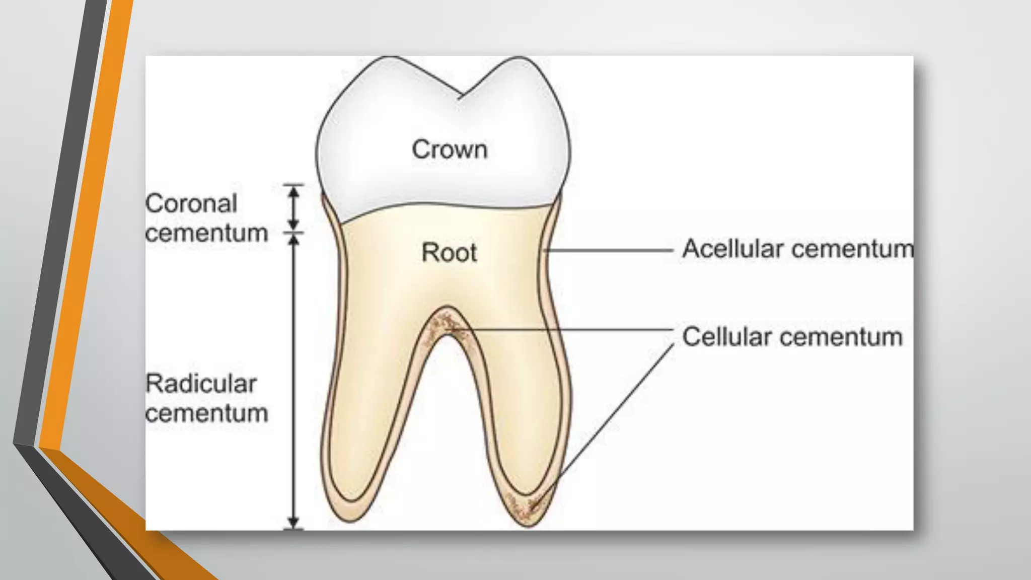 periodontal ligaments | PPT