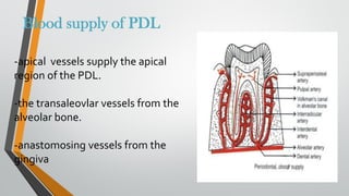 periodontal ligaments | PPT