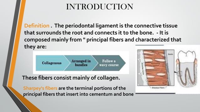 periodontal ligaments | PPT