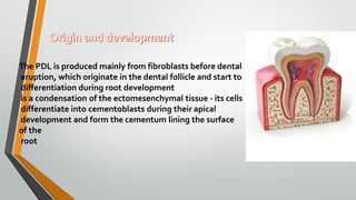 periodontal ligaments | PPT