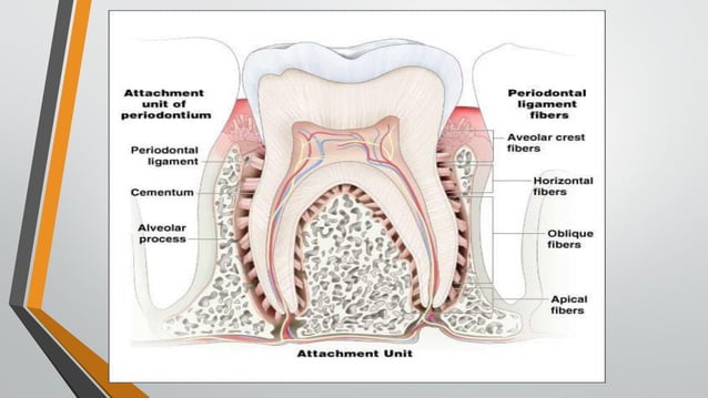 periodontal ligaments | PPT