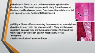 periodontal ligaments | PPT
