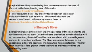 periodontal ligaments | PDF