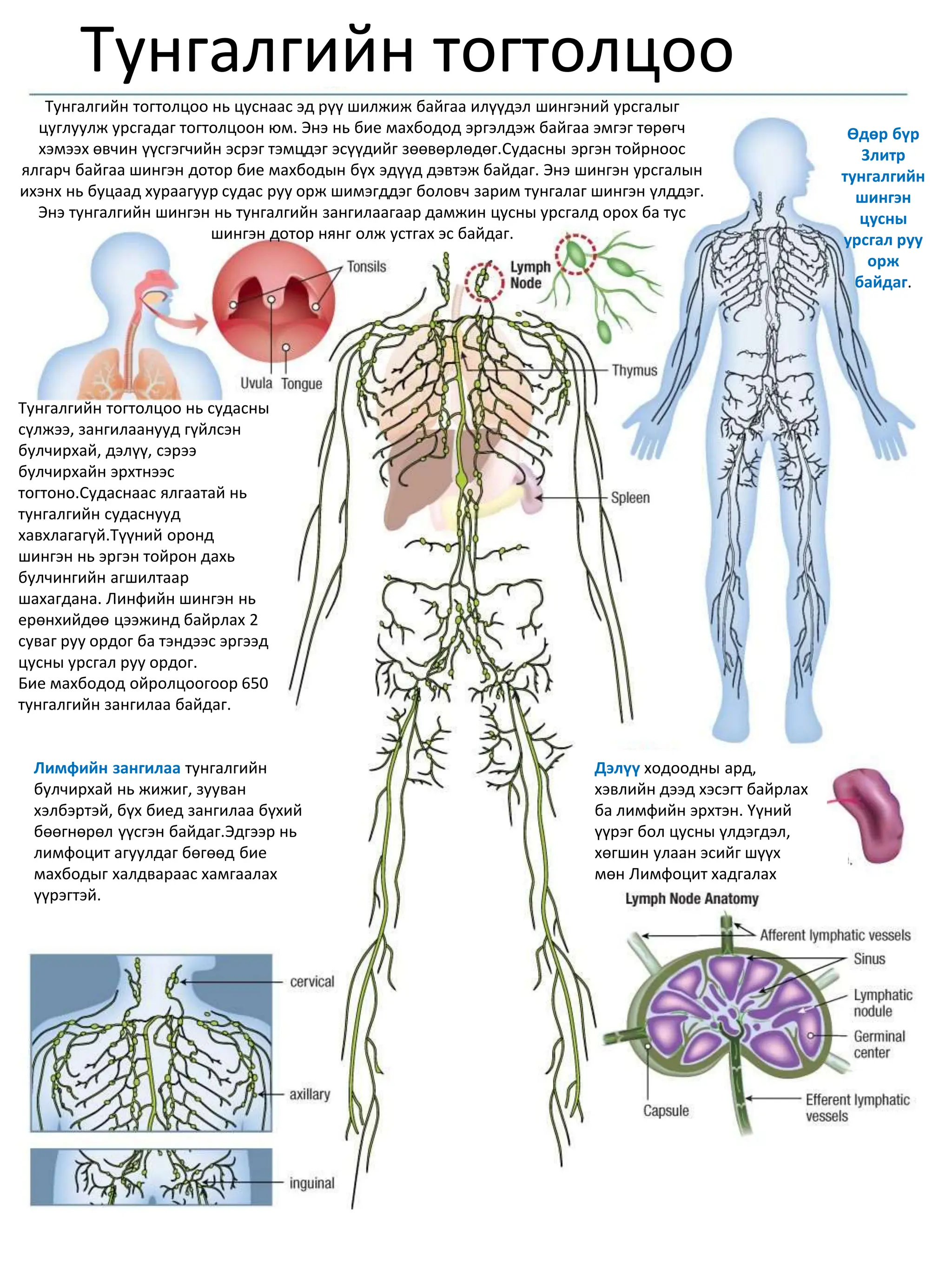 анатом нэгтгэл Pptx